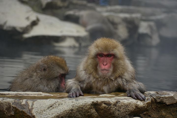600+ Free Hot Springs & Yellowstone Images