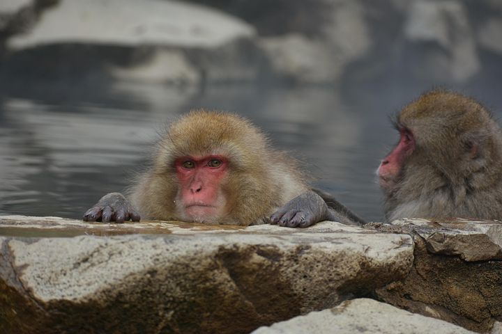600+ Free Hot Springs & Yellowstone Images