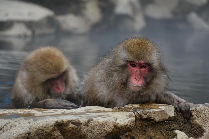 600+ Free Hot Springs & Yellowstone Images