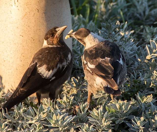 Magpies Australian - Free photo on Pixabay - Pixabay