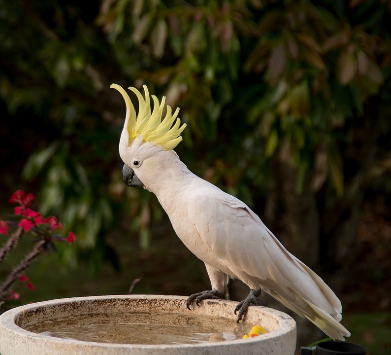 Sulphur Crested Cockatoo Parrot - Free photo on Pixabay - Pixabay