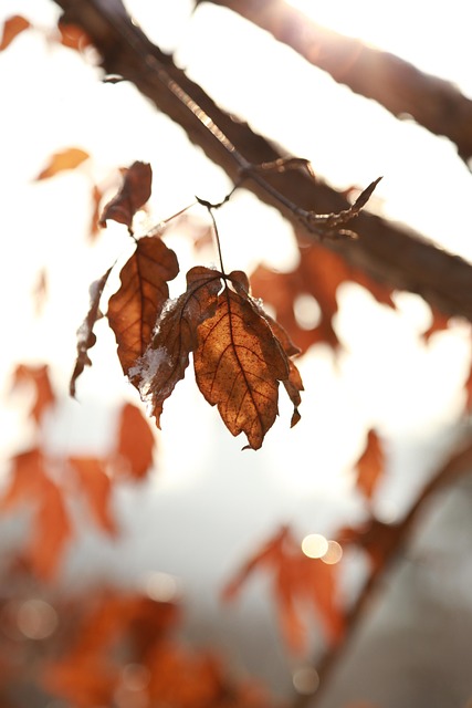Blade Blad Fall - Gratis foto på Pixabay