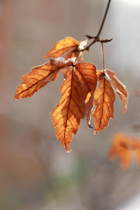 Leaves Leaf Autumn - Free photo on Pixabay