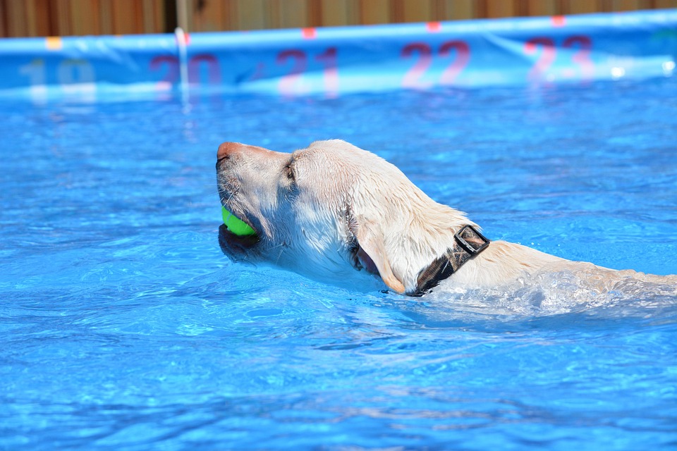 Anjing Air Satwa - Foto gratis di Pixabay - Pixabay