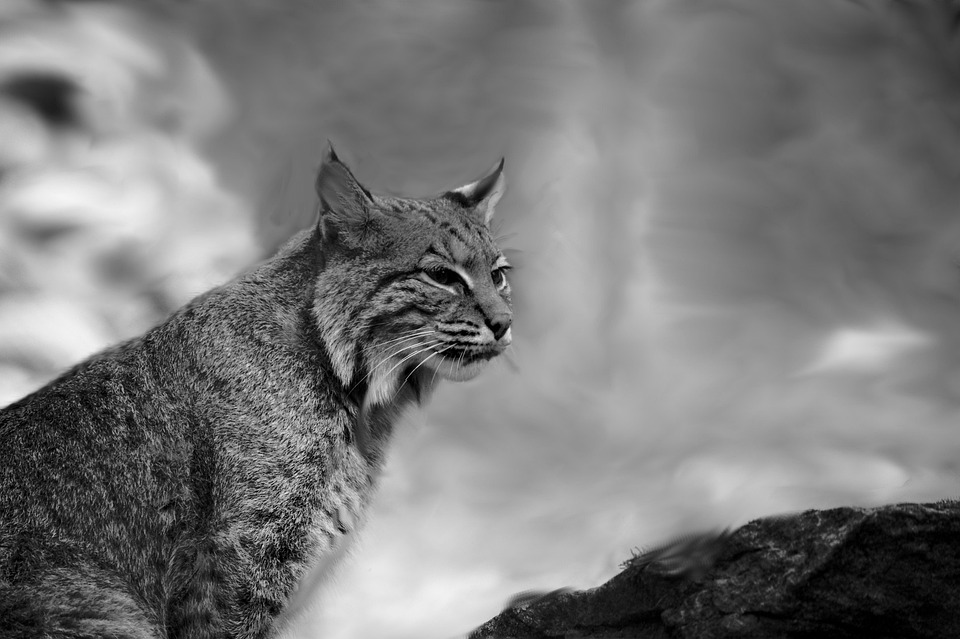 Bobcat Black And White Nature - Free photo on Pixabay