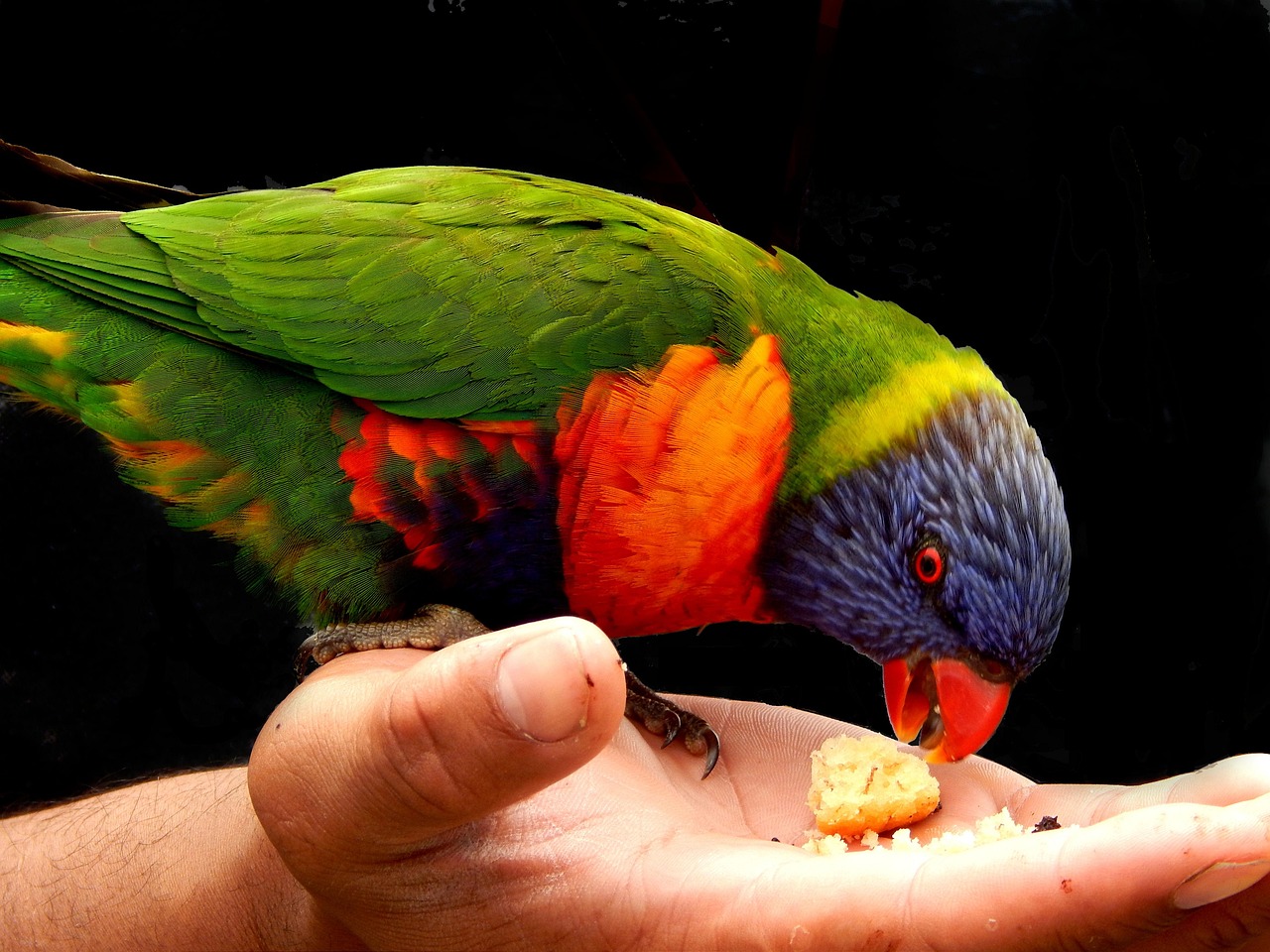 Rainbow Lorikeet Bird Hand Feeding - Free photo on Pixabay
