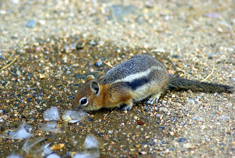 Investigating Ice Ground Squirrel - Free photo on Pixabay