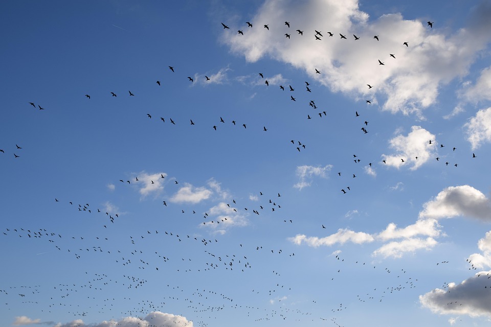 Gänse Gans Vogel - Kostenloses Foto auf Pixabay