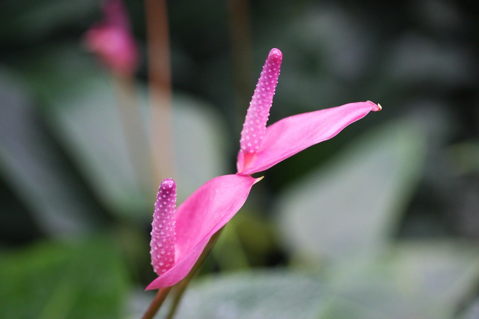 Plante Fleurs Plantes - Photo gratuite sur Pixabay - Pixabay
