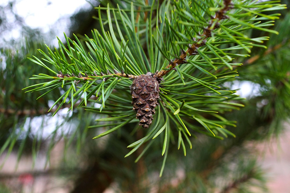 Pinecone Pine Needles Fir Tree - Free photo on Pixabay