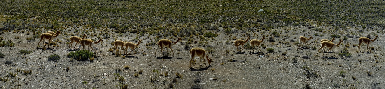 Más de 50 fotos de Vicuña y Animal gratis - Pixabay