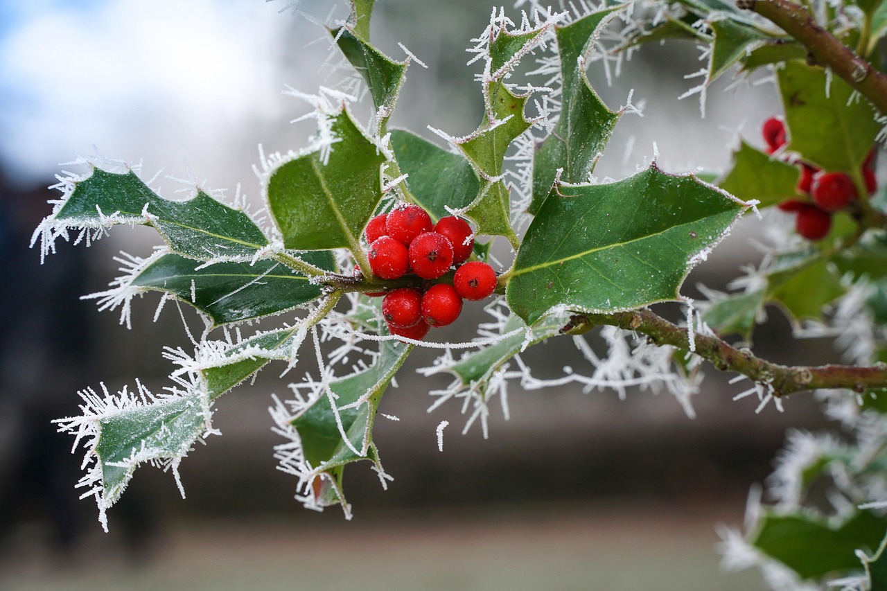 Winter Ripe Cold - Free photo on Pixabay - Pixabay