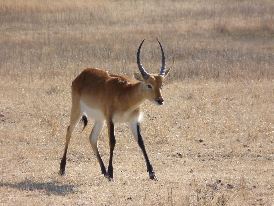 Lechwe Lechwee Antilope Des Marais - Photo gratuite sur Pixabay - Pixabay