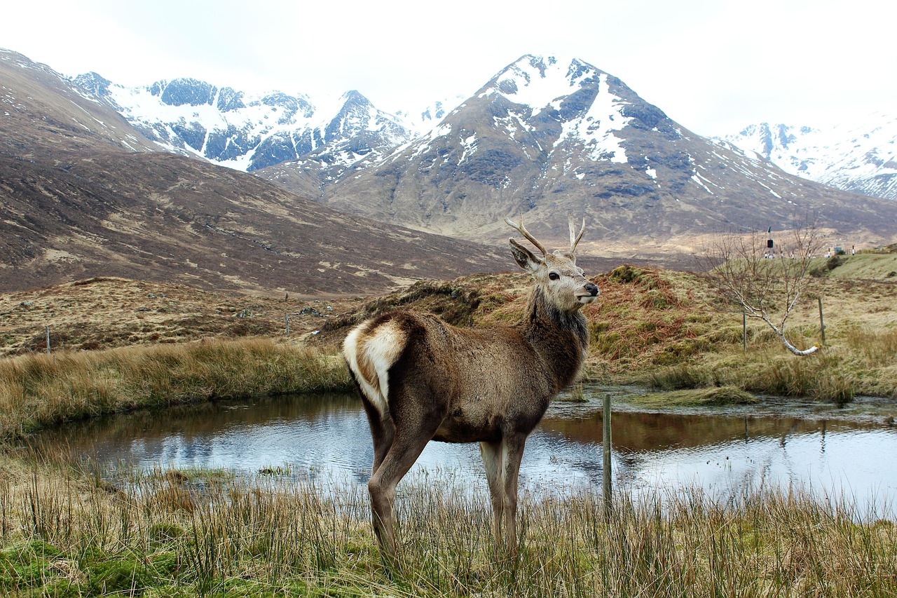 Deer Isle Of Skye A Scottish - Free photo on Pixabay - Pixabay