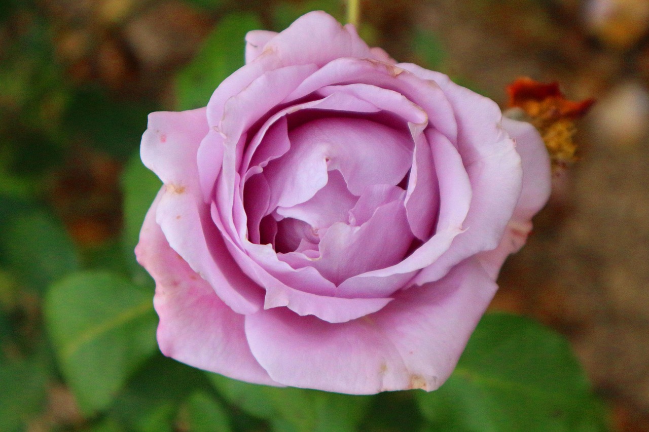 Rose Purple Fleur - Photo gratuite sur Pixabay - Pixabay