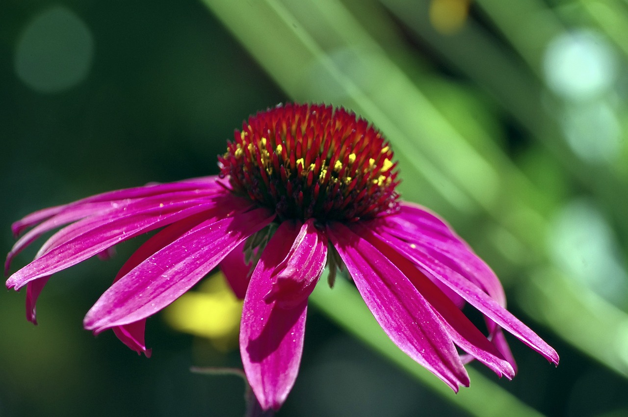Market Purple Coneflower - Free photo on Pixabay - Pixabay