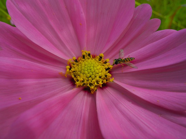 Flor Abelha Pólen - Foto gratuita no Pixabay - Pixabay