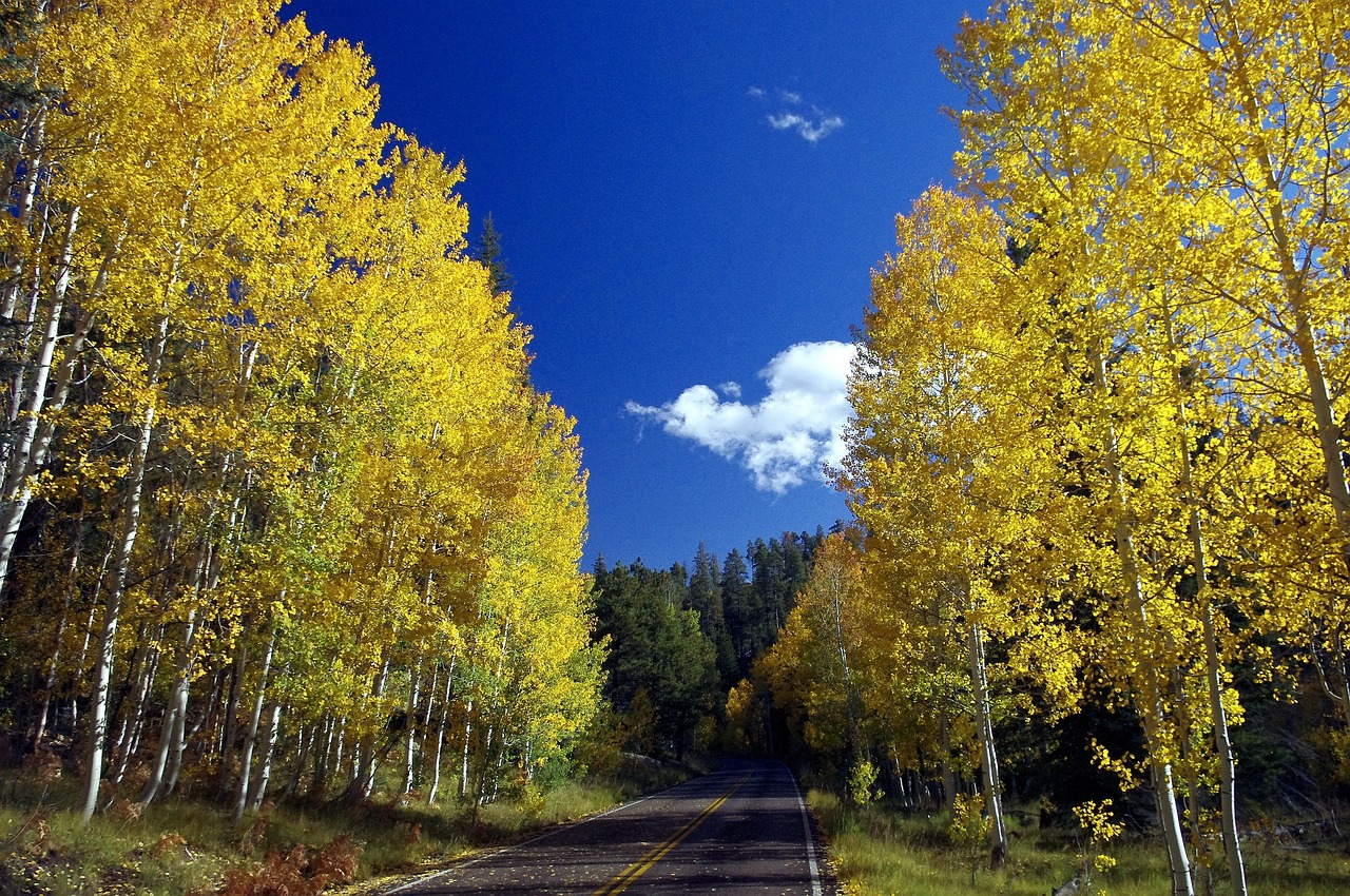 Arizona Aspen Autumn Fall - Free photo on Pixabay - Pixabay