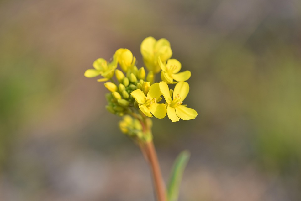 Rape Flowers Spring Or They - Free photo on Pixabay - Pixabay
