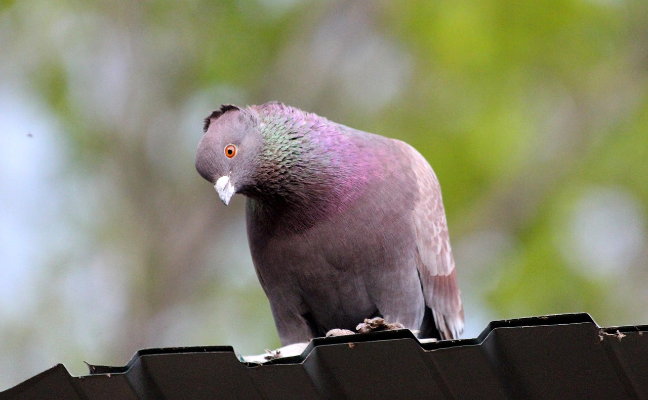 Paloma Casa Pájaro Raza - Foto gratis en Pixabay - Pixabay