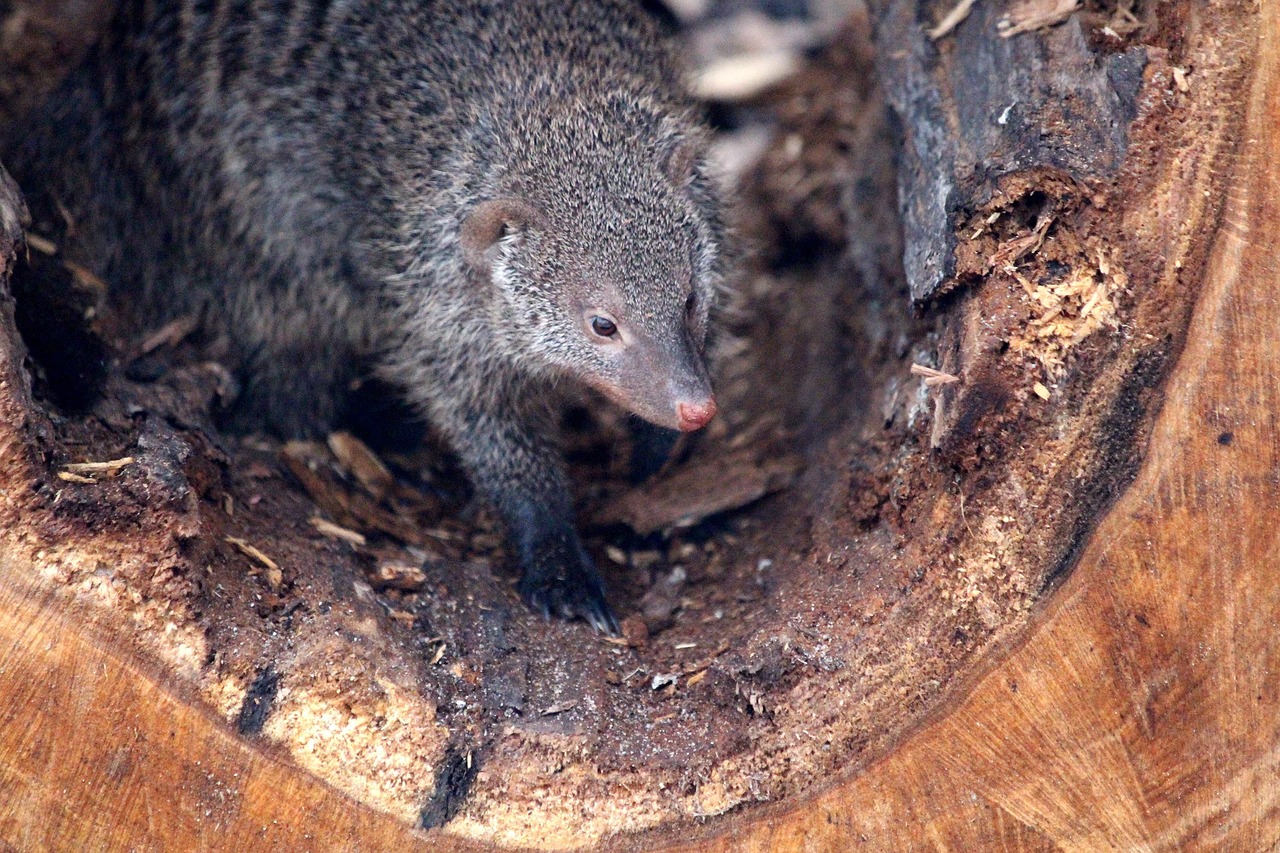 Mongoose Animal Mammals - Free photo on Pixabay
