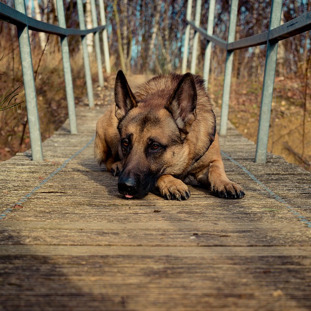 Perro Puente Brown - Foto gratis en Pixabay - Pixabay