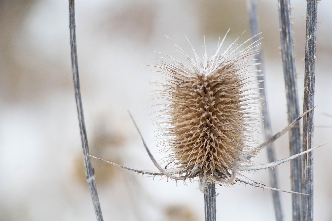 Dry Plant Winter Nature - Free photo on Pixabay - Pixabay