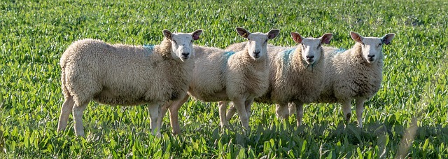 400+ kostenlose Schafherde und Natur-Bilder - Pixabay