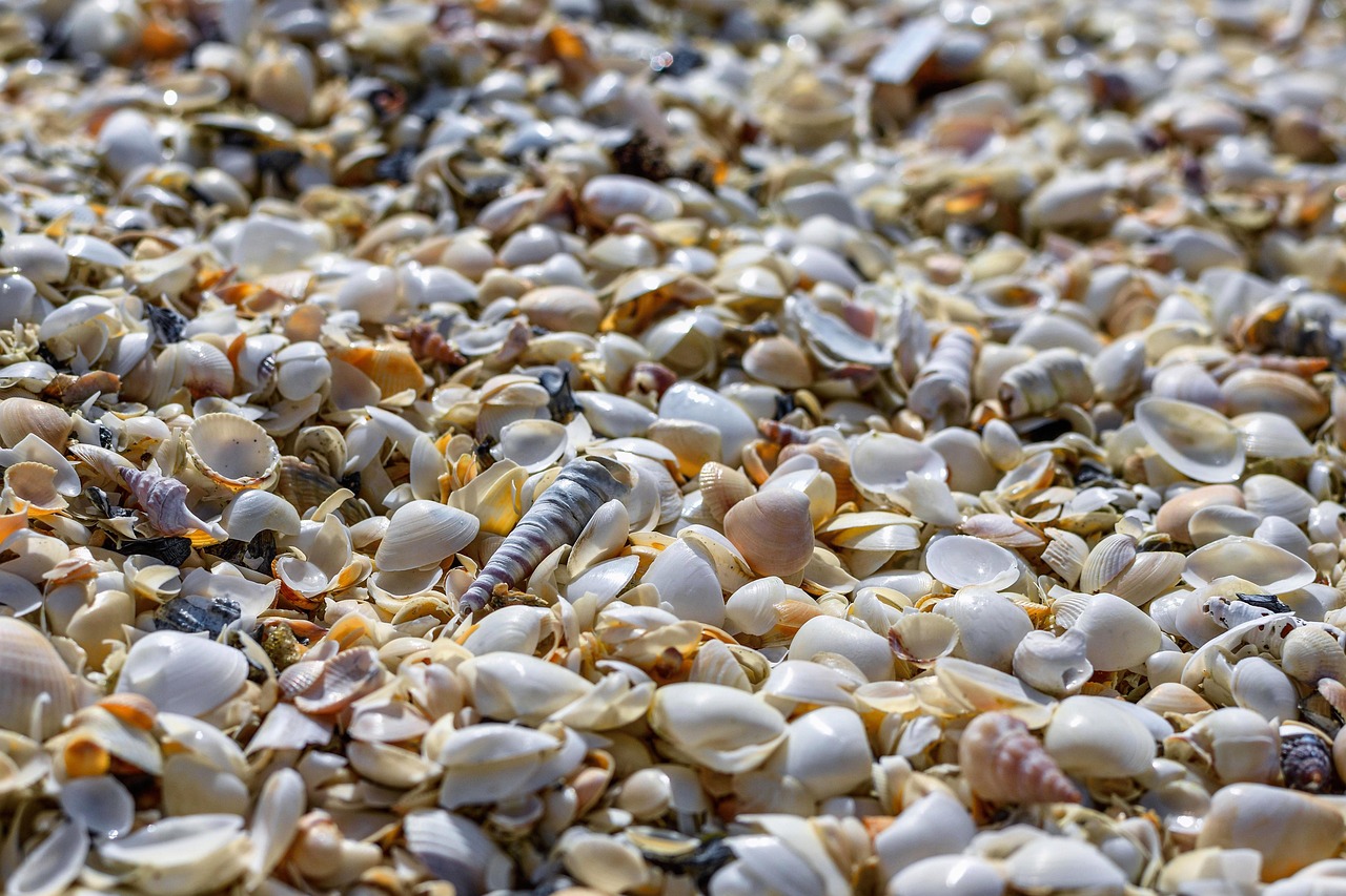 200+ Free Zee Weekdieren & Seashell Images - Pixabay