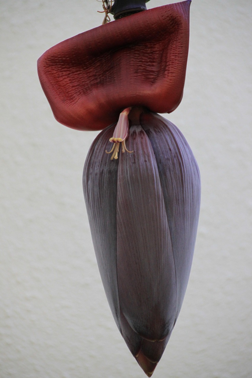 Flor De Banana Fruta Tropical - Foto gratis en Pixabay - Pixabay