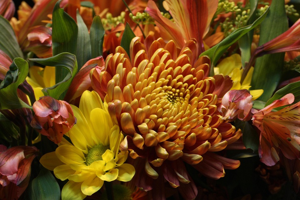 Fleur Faune Automne - Photo gratuite sur Pixabay - Pixabay