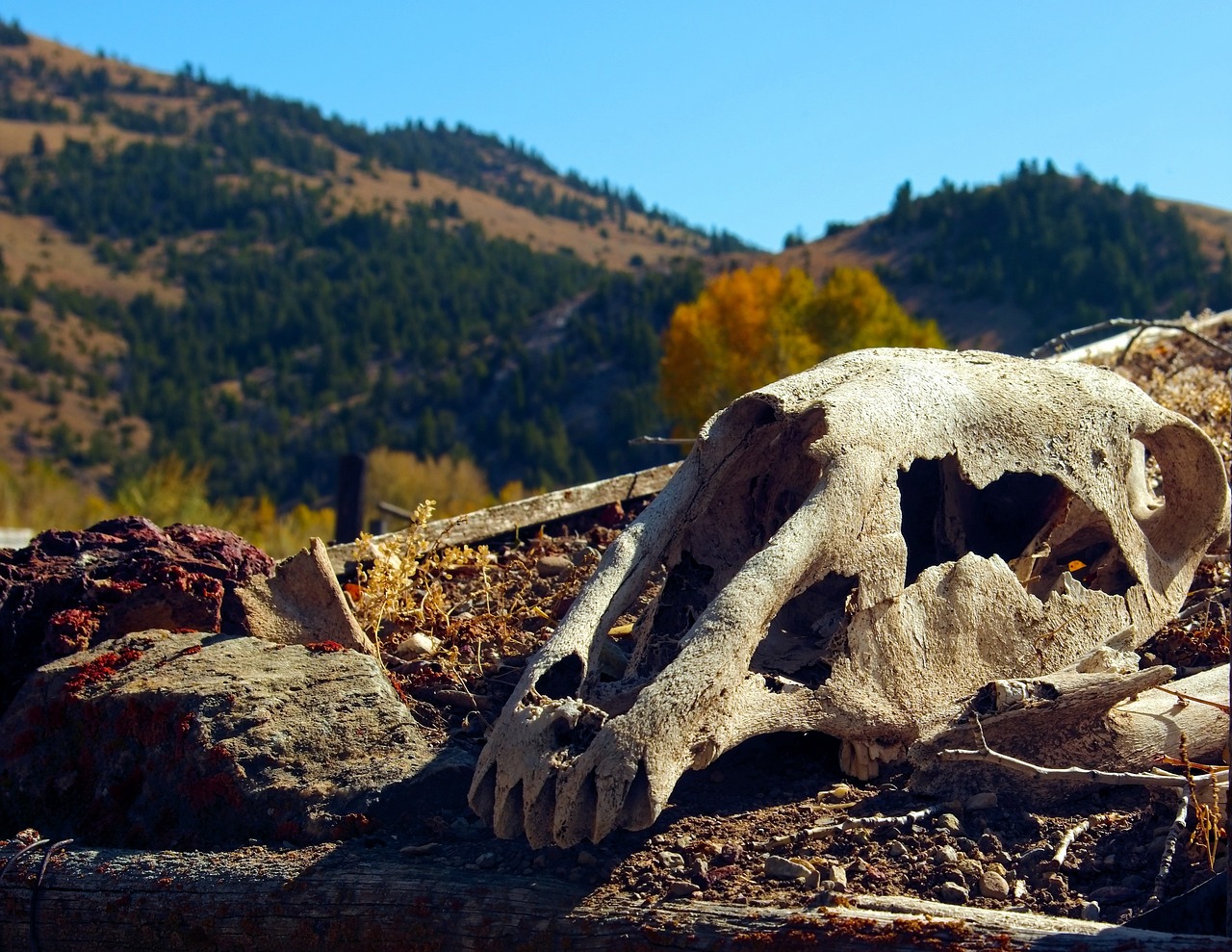 10,000+ Free Horse Skull & Horse Photos - Pixabay