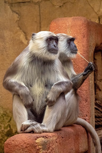 Affen Zoo Tier - Kostenloses Foto auf Pixabay - Pixabay