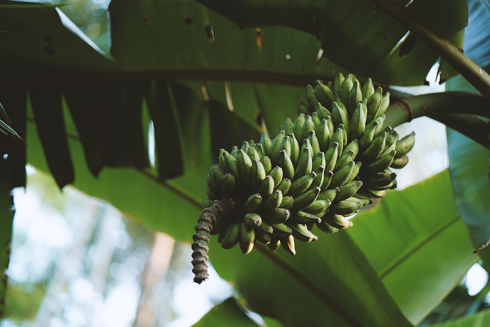 Pohon Pisang Daun Perkebunan - Foto gratis di Pixabay