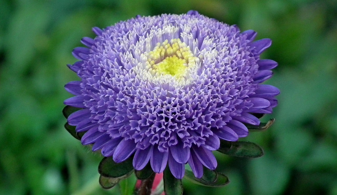 翠菊 花 紫色 - Pixabay上的免费照片 - Pixabay