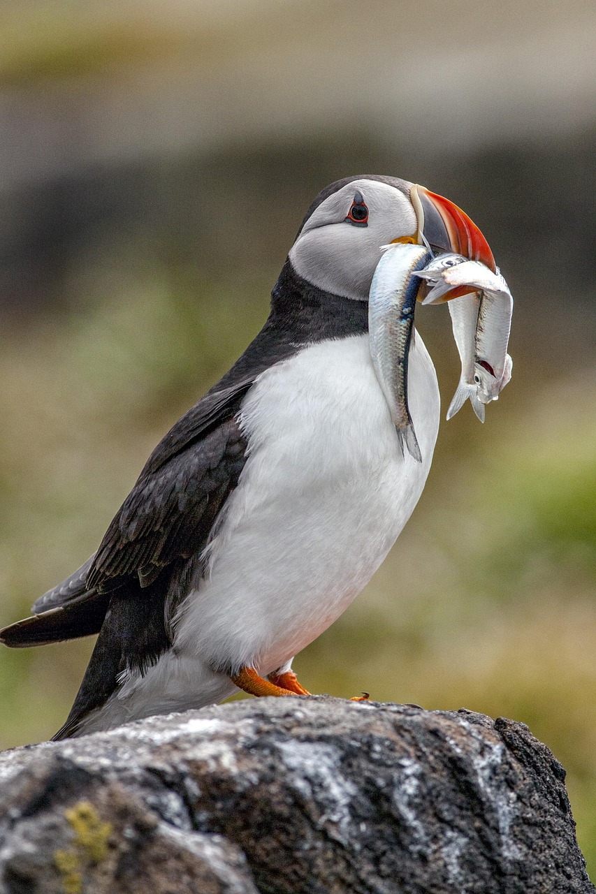 300+ Free Puffin & Nature Images - Pixabay