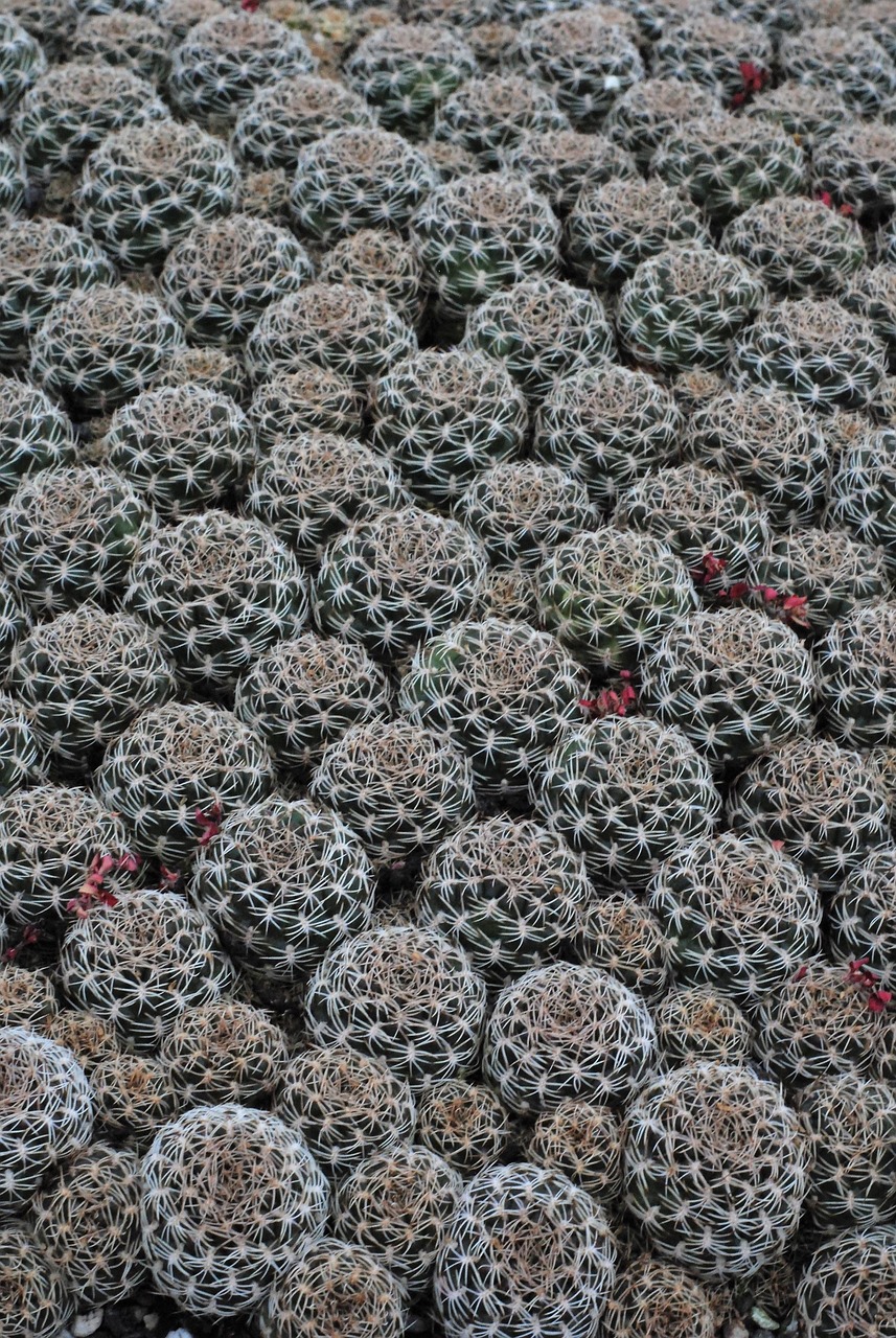 Cactus Breeding Cacti - Free photo on Pixabay - Pixabay