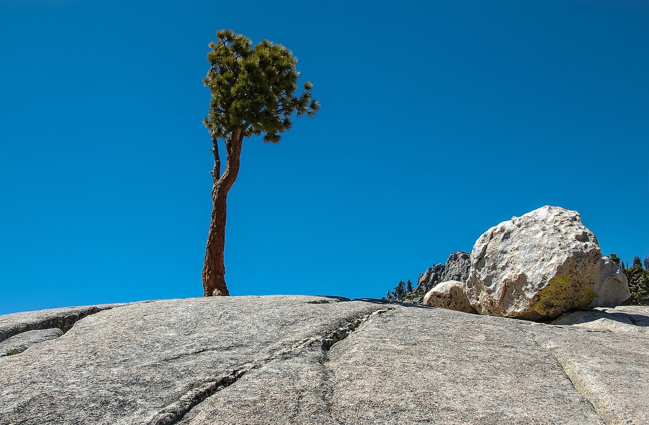 Trees Rock Scenic Tioga - Free photo on Pixabay