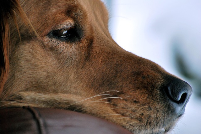 Chien Golden Retriever Animal De - Photo gratuite sur Pixabay - Pixabay