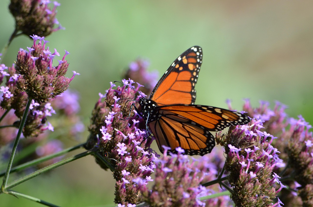 700+ Free Monarch Butterfly & Monarch Images - Pixabay
