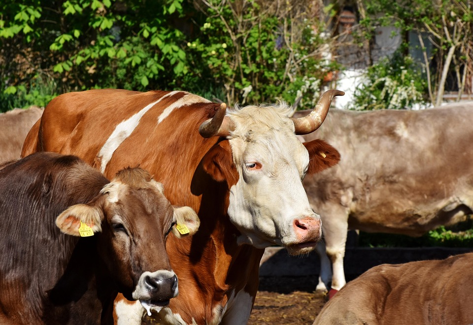 Bull Ox Cow - Free photo on Pixabay