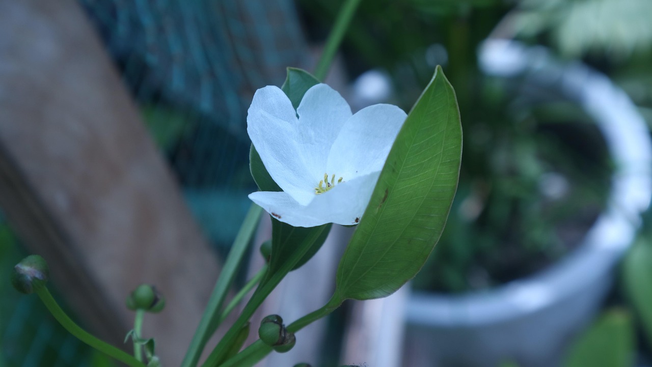 Flor Blanca Blanco Hoja - Foto gratis en Pixabay - Pixabay