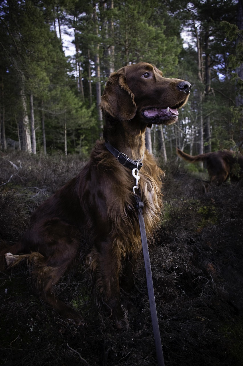 Irish Setter Dog Animals - Free photo on Pixabay