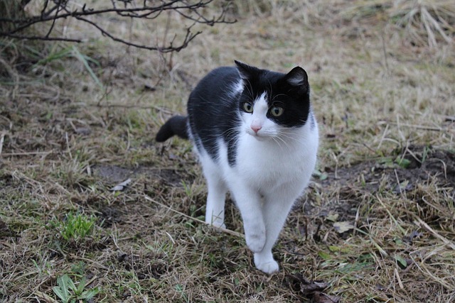Cat Hunting Animals - Free photo on Pixabay - Pixabay
