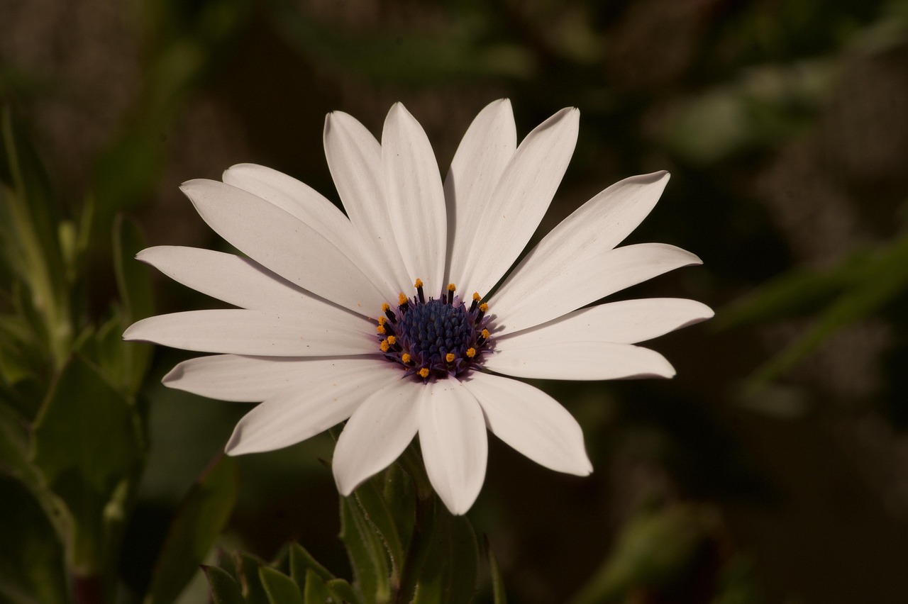 White Flower - Free photo on Pixabay - Pixabay