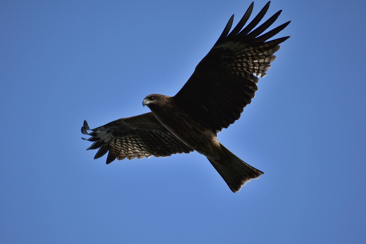Animal Sky Bird Wild - Free photo on Pixabay - Pixabay