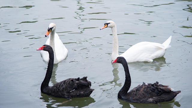 Tier Schwan Gans - Kostenloses Foto auf Pixabay - Pixabay