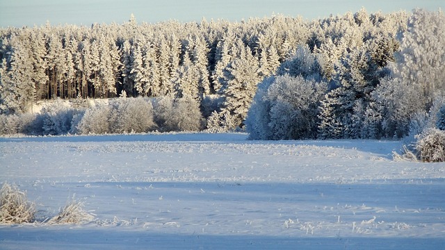 Winter Frost Snow - Free photo on Pixabay - Pixabay Winter Frost Snow - Free photo on Pixabay - Pixabay