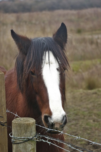 Cavalo Animal Juba - Foto gratuita no Pixabay - Pixabay