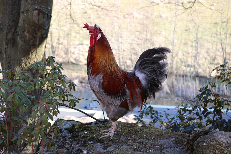 Animal Nature Huhn - Kostenloses Foto auf Pixabay - Pixabay